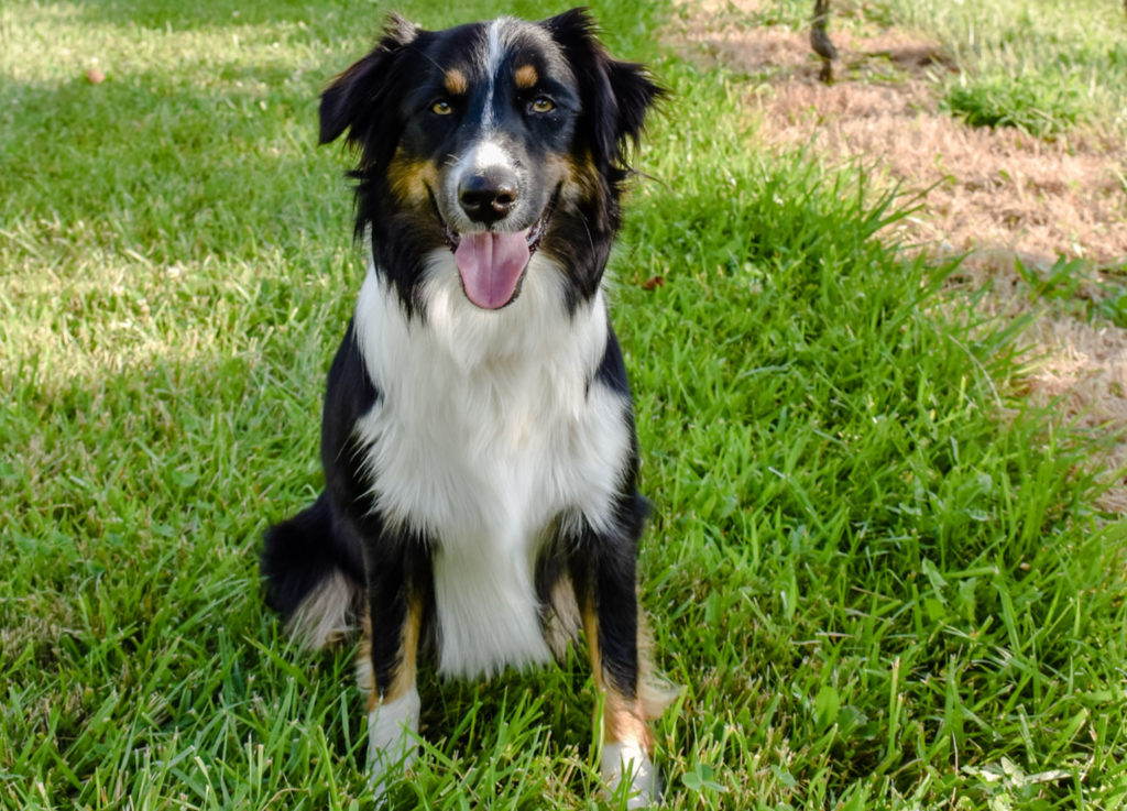 5 Considerations When Visiting A Dog Friendly Restaurant With Your Pup